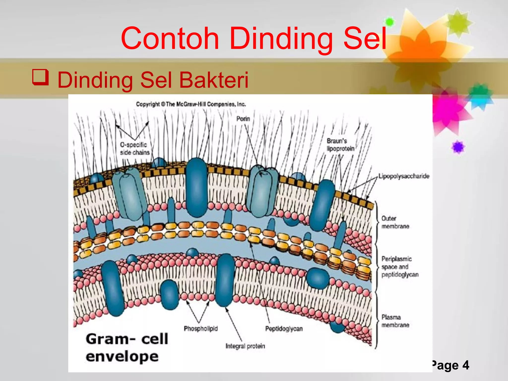 dinding sel | PPT