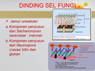 Dinding Sel Jamur - Perumperindo.co.id