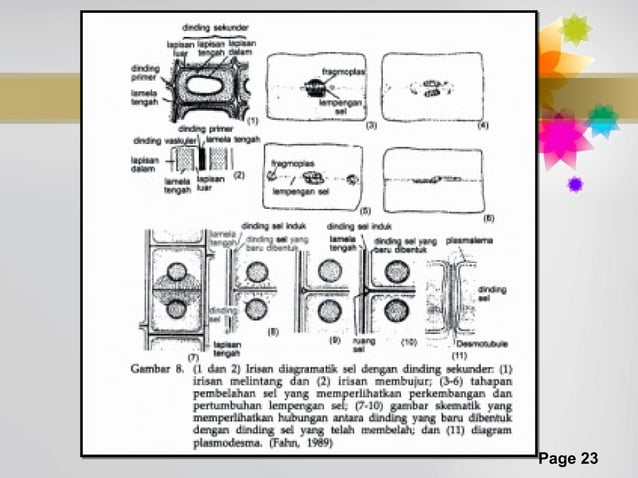 Dinding Sel Ppt