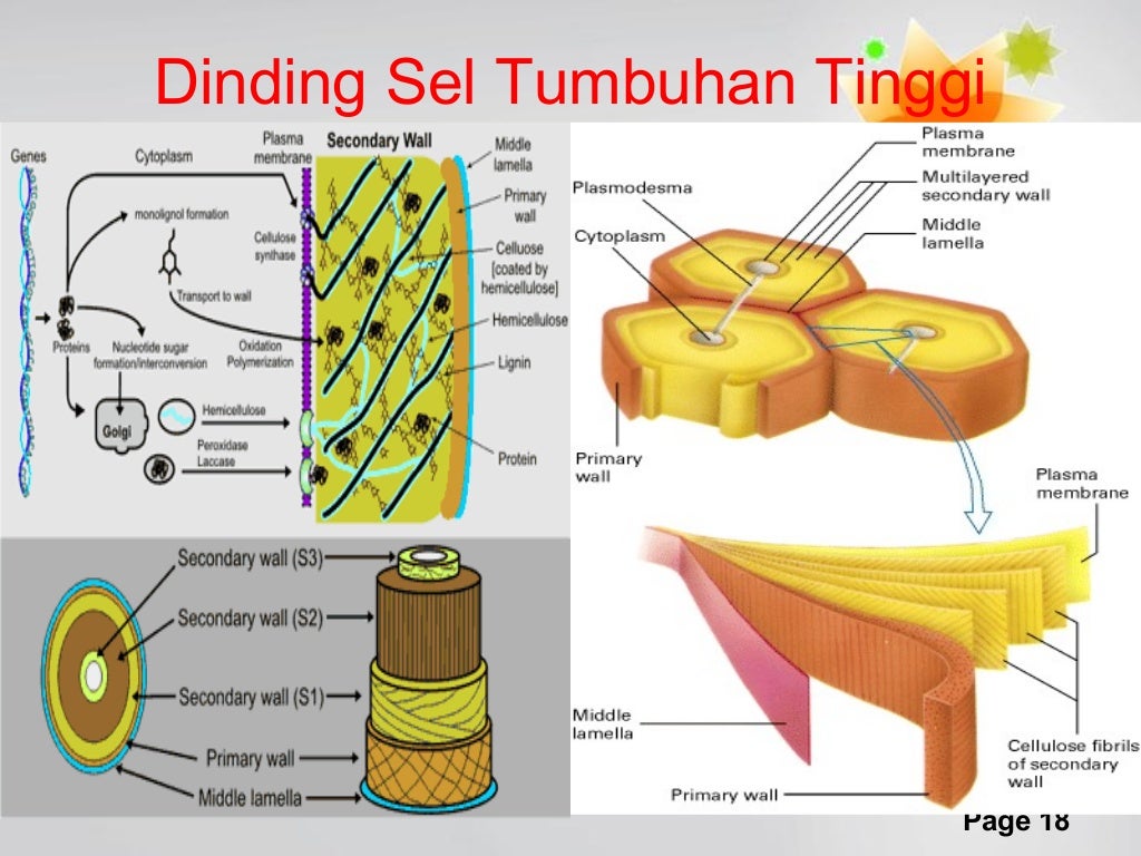 Dinding Sel