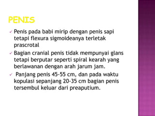 Ppt sph | PPT