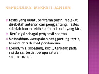 Ppt sph | PPTX