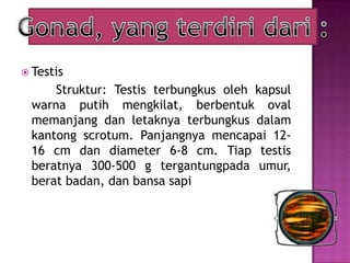 Ppt sph | PPTX