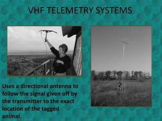 APPLICATIONS OF TELEMETRY TECHNOLOGY IN WILDLIFE CONSERVATION AND ...