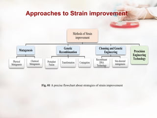 Ppt.strain improvement by ghalia nawal | PDF