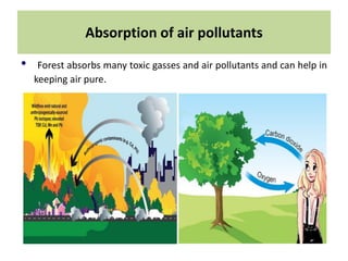 Role of Forest and trees on Environment | PPT