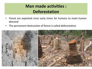 Role of Forest and trees on Environment | PPT