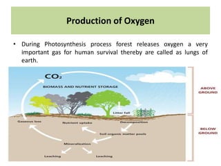 Role of Forest and trees on Environment | PPT