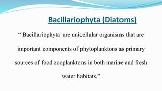 Evolution and Economic Importance of Bacillariophyta | PPTX