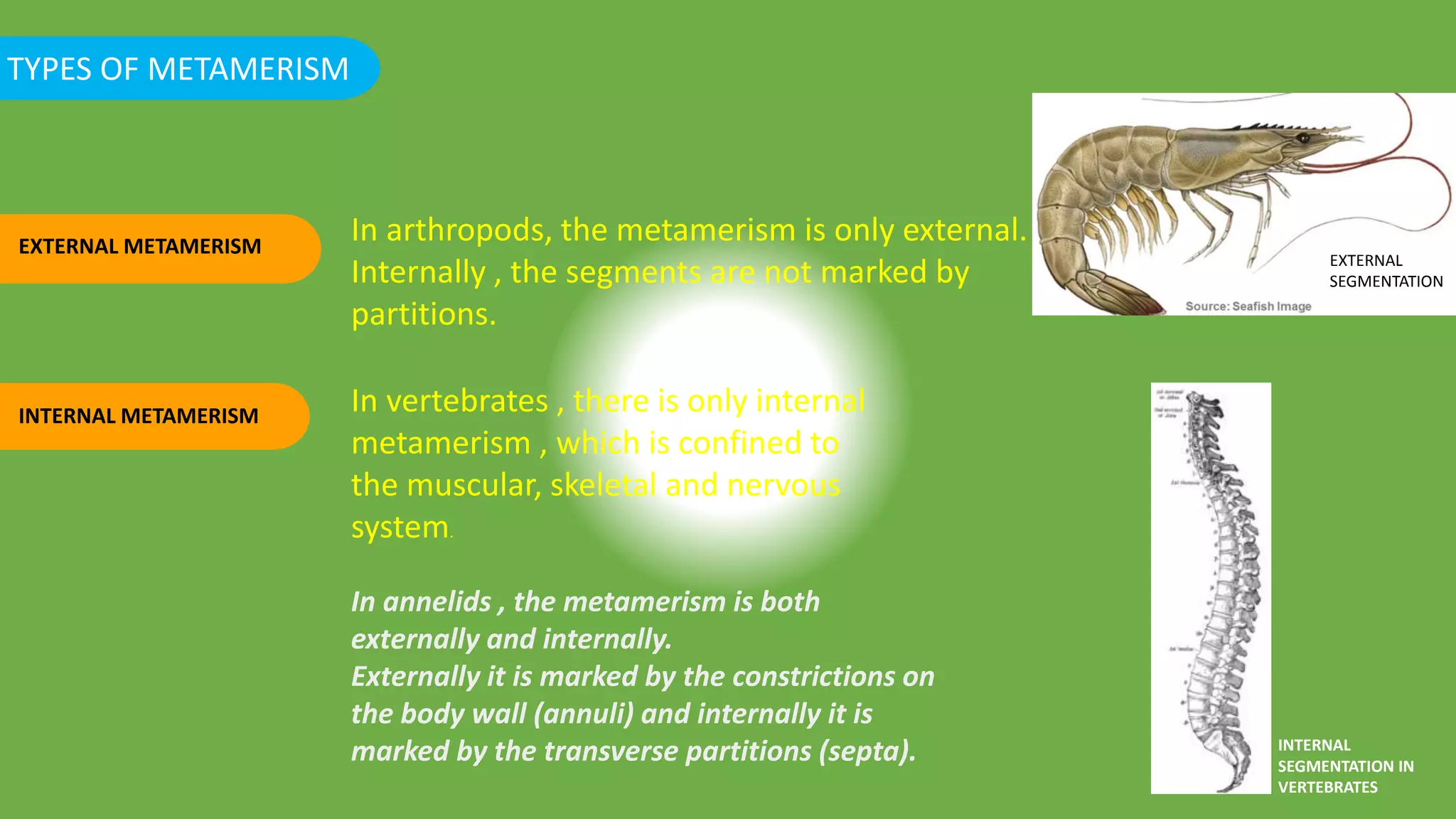 PHYLUM ANNELIDA WITH SPECIAL REFERENCE TO METAMERISM | PPTX