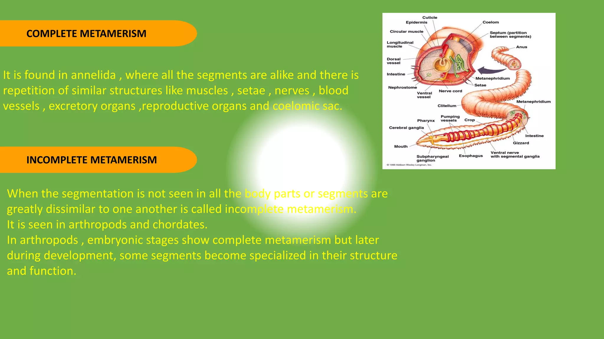 PHYLUM ANNELIDA WITH SPECIAL REFERENCE TO METAMERISM | PPTX