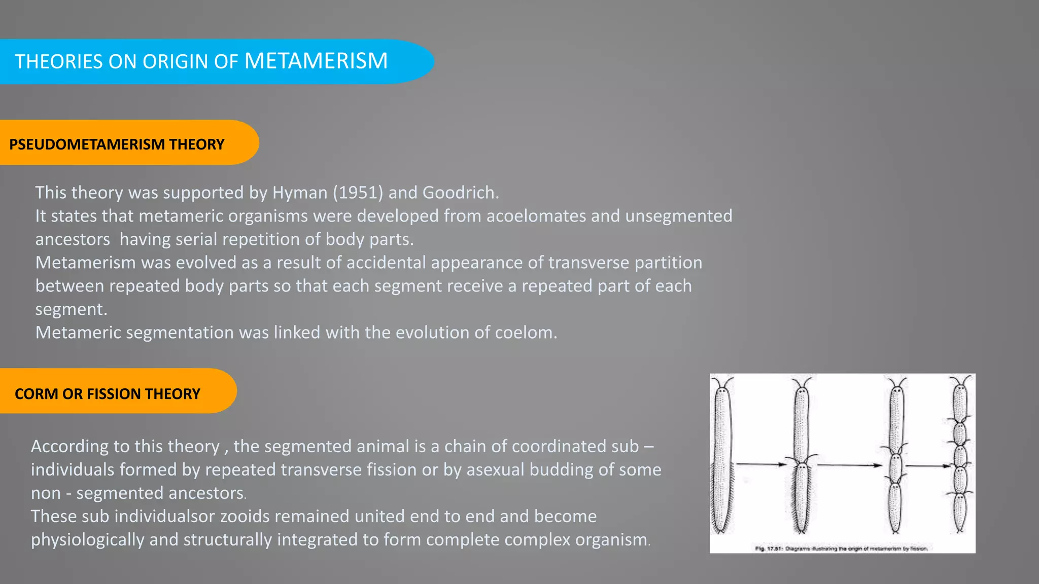 PHYLUM ANNELIDA WITH SPECIAL REFERENCE TO METAMERISM | PPTX
