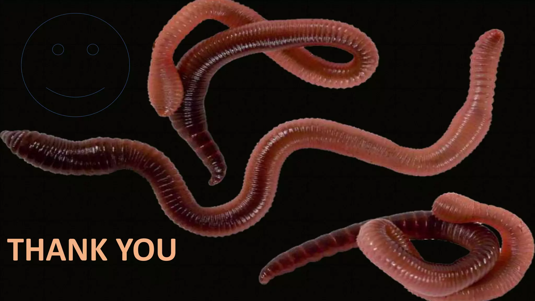 PHYLUM ANNELIDA WITH SPECIAL REFERENCE TO METAMERISM | PPTX