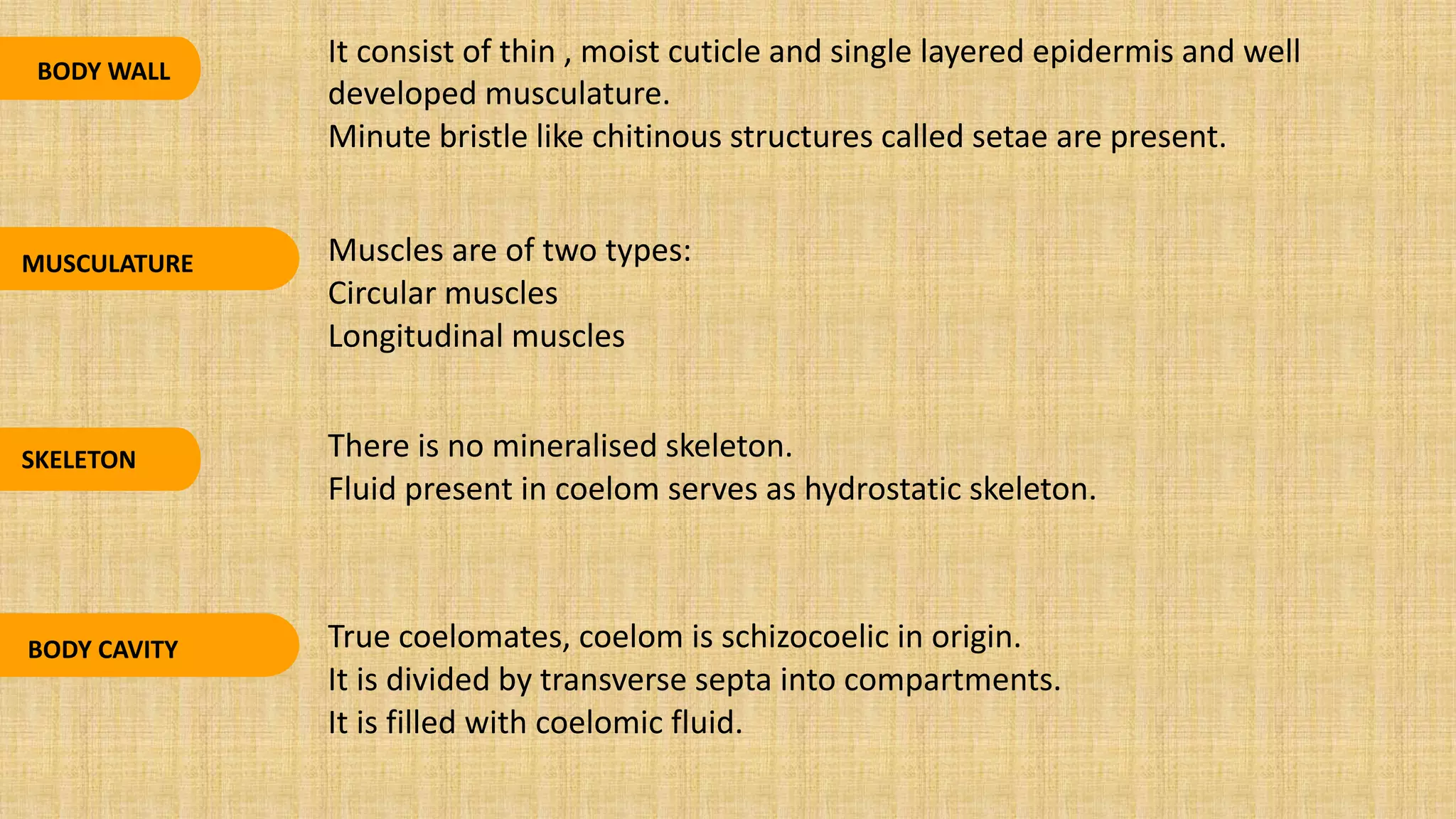 PHYLUM ANNELIDA WITH SPECIAL REFERENCE TO METAMERISM | PPTX