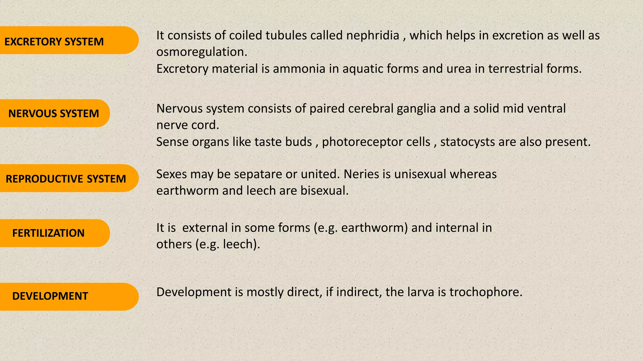 PHYLUM ANNELIDA WITH SPECIAL REFERENCE TO METAMERISM | PPTX