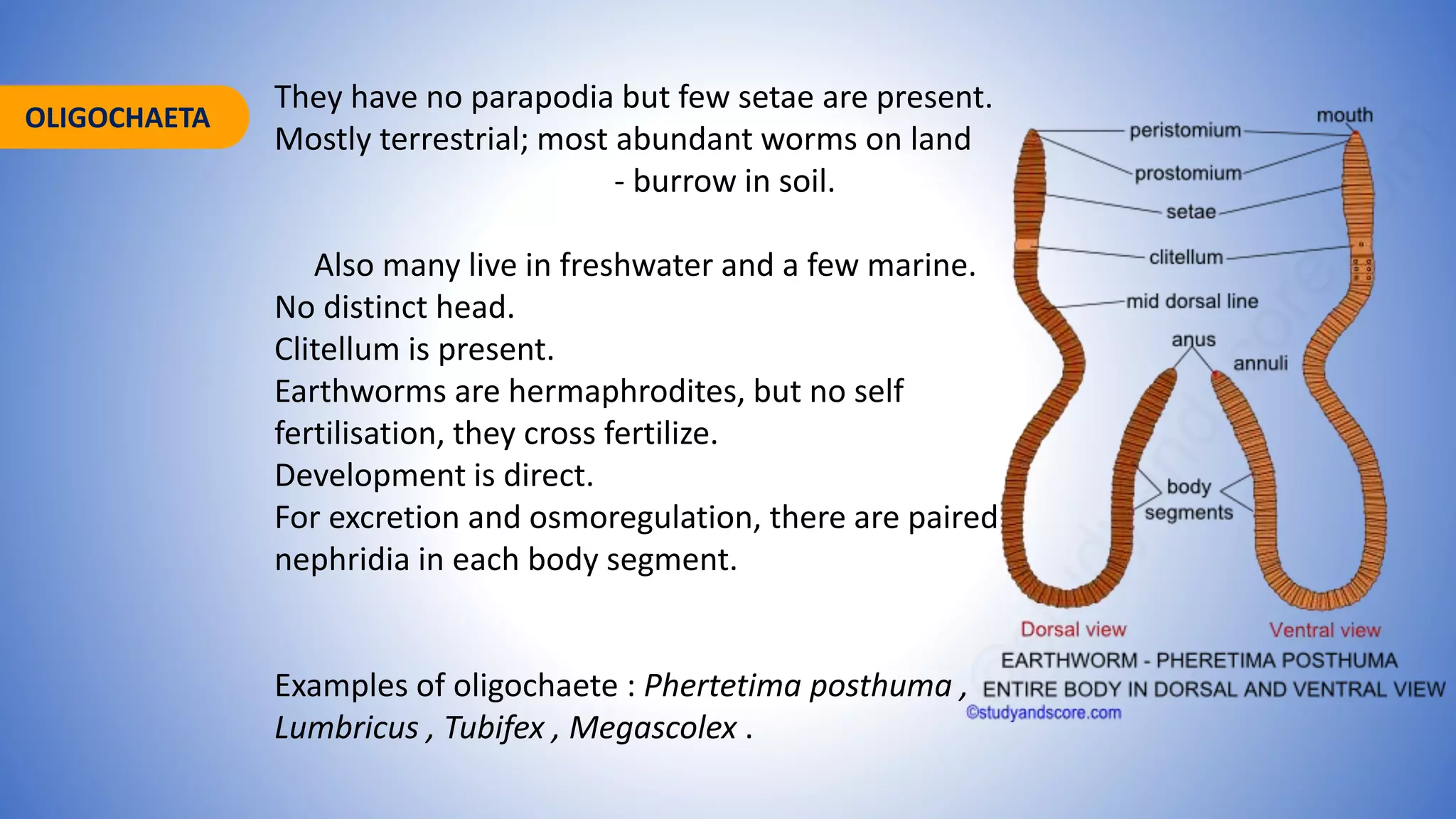 PHYLUM ANNELIDA WITH SPECIAL REFERENCE TO METAMERISM | PPTX
