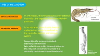 PHYLUM ANNELIDA WITH SPECIAL REFERENCE TO METAMERISM | PPTX