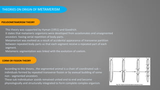 PHYLUM ANNELIDA WITH SPECIAL REFERENCE TO METAMERISM | PPTX