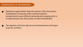 PHYLUM ANNELIDA WITH SPECIAL REFERENCE TO METAMERISM | PPTX