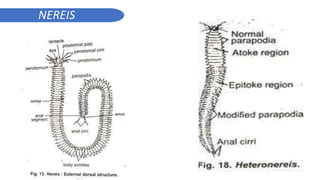 PHYLUM ANNELIDA WITH SPECIAL REFERENCE TO METAMERISM | PPTX