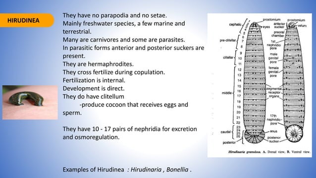 PHYLUM ANNELIDA WITH SPECIAL REFERENCE TO METAMERISM | PPTX
