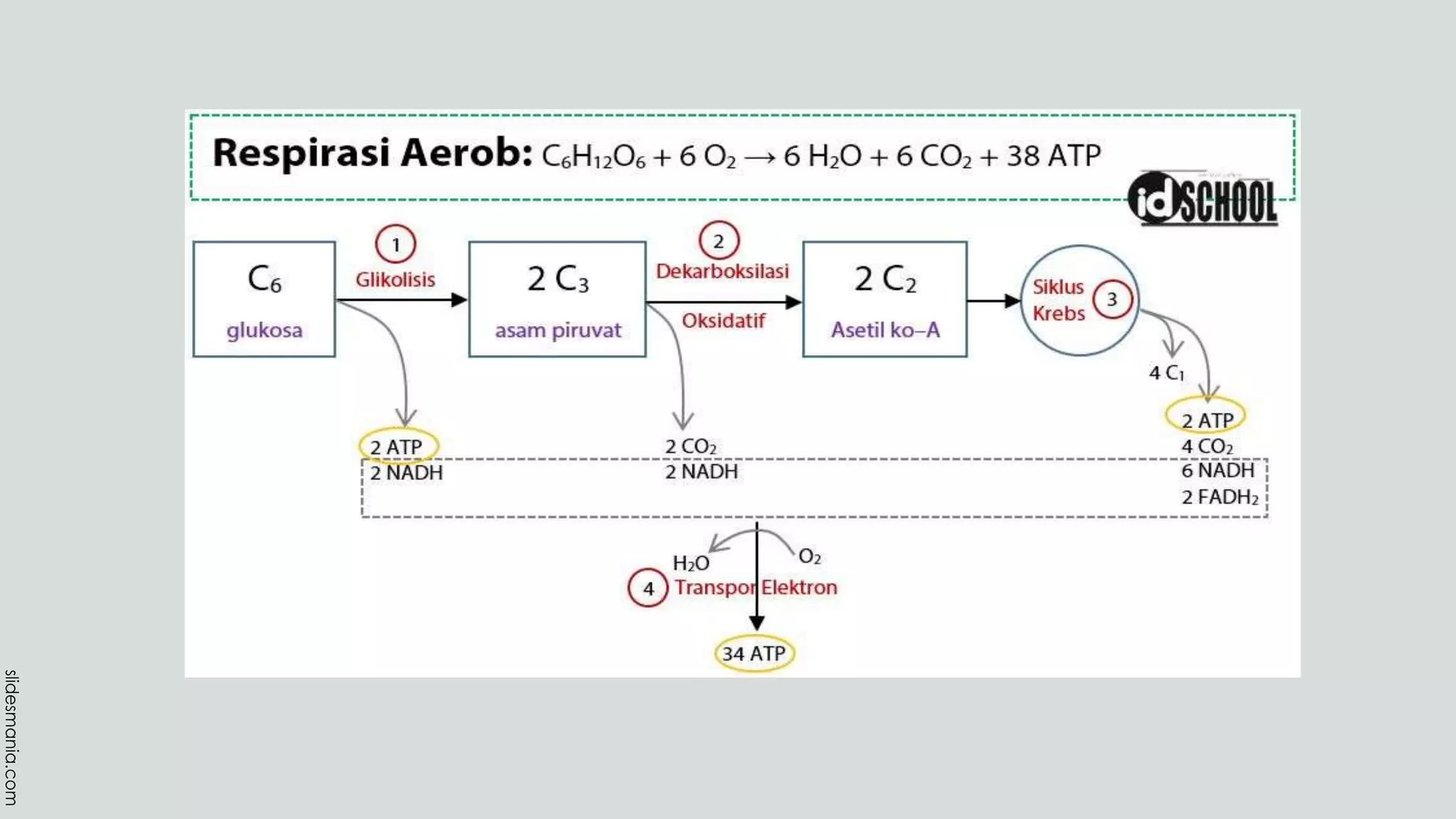 PPT.Reaksi.Aerob.team 1.pptx