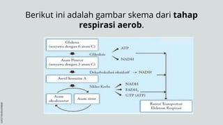 PPT.Reaksi.Aerob.team 1.pptx