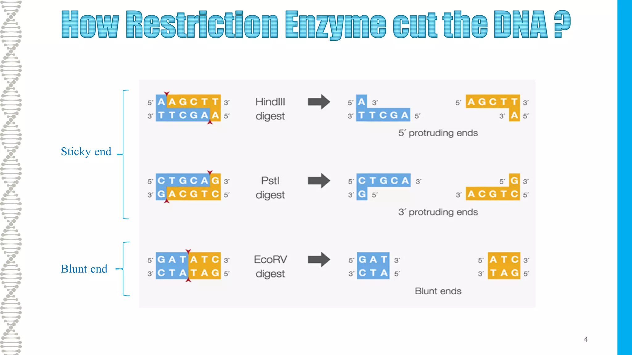 ppt._digestion_of_dna_with_restriction_enzymes.pdf
