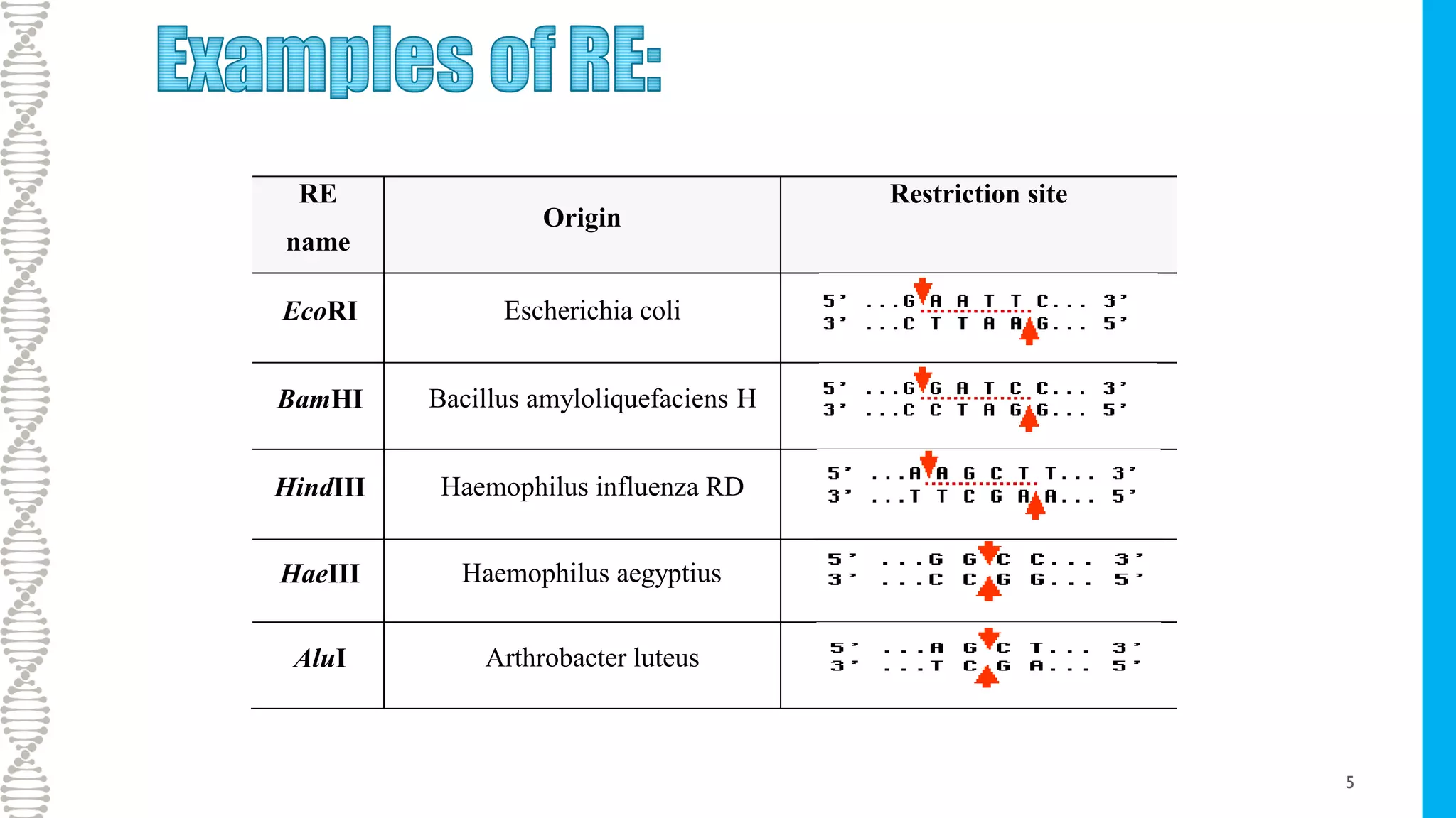 ppt._digestion_of_dna_with_restriction_enzymes.pdf