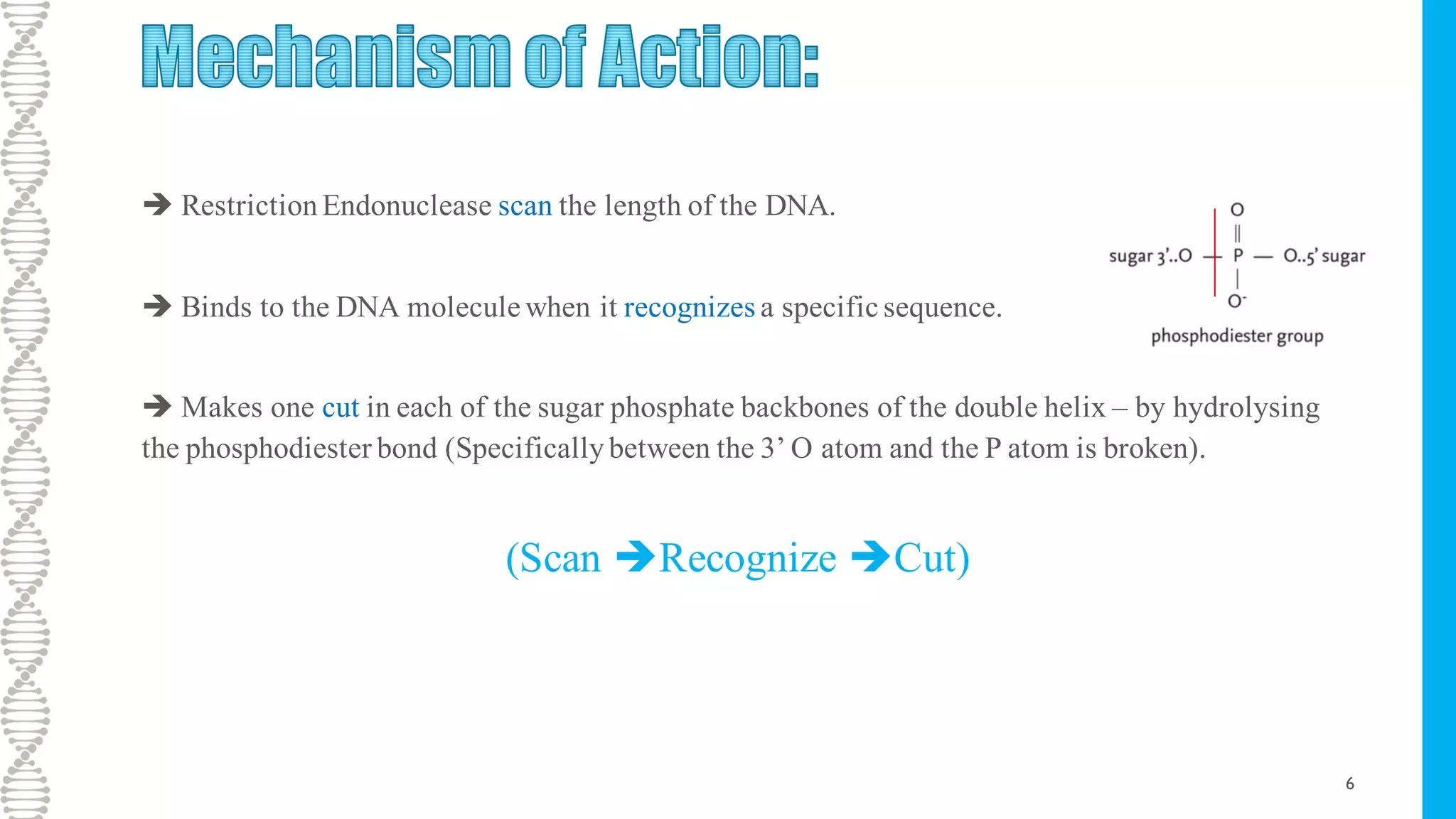 ppt._digestion_of_dna_with_restriction_enzymes.pdf