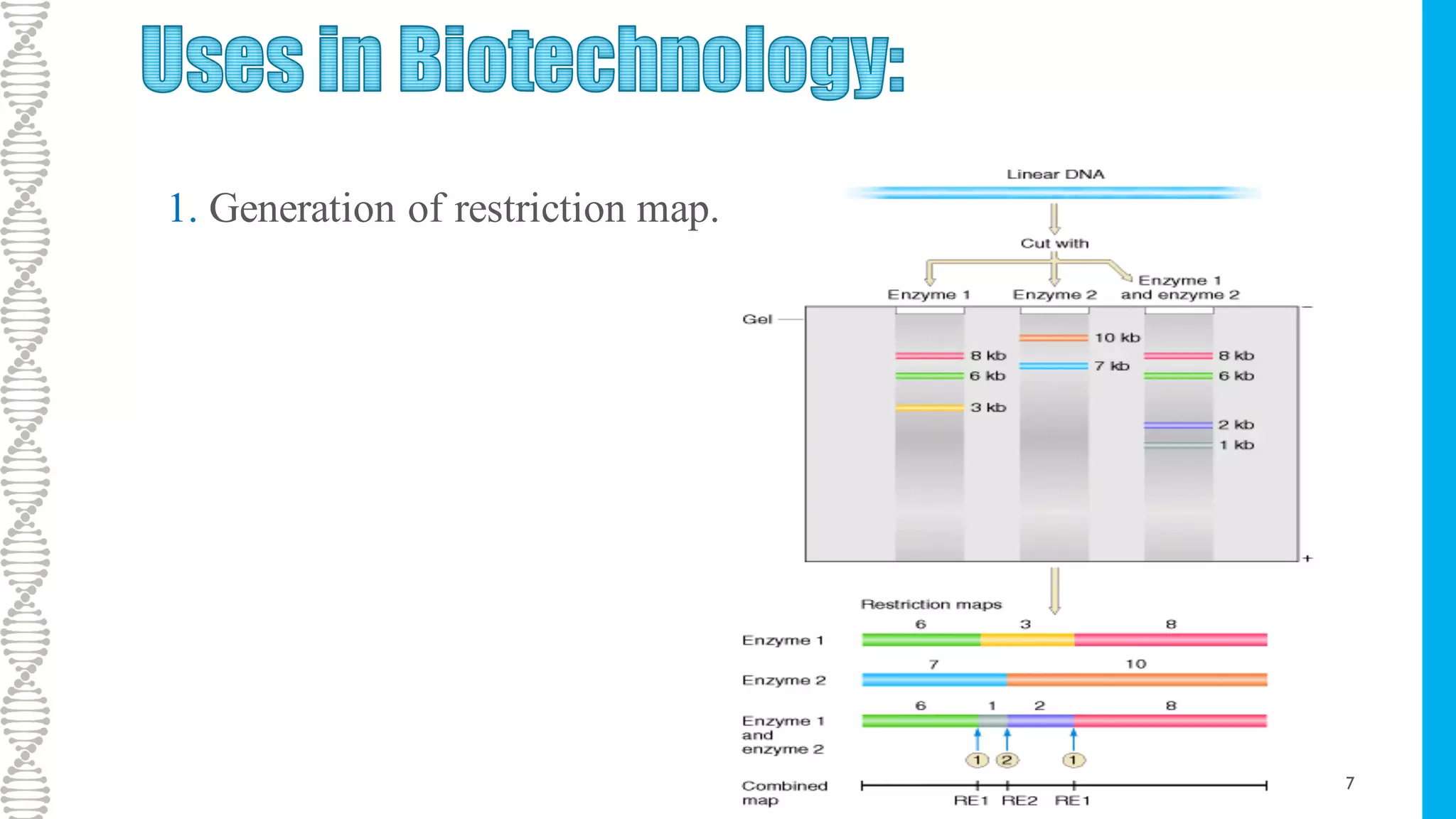 ppt._digestion_of_dna_with_restriction_enzymes.pdf