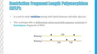 ppt._digestion_of_dna_with_restriction_enzymes.pdf