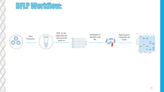 ppt._digestion_of_dna_with_restriction_enzymes.pdf
