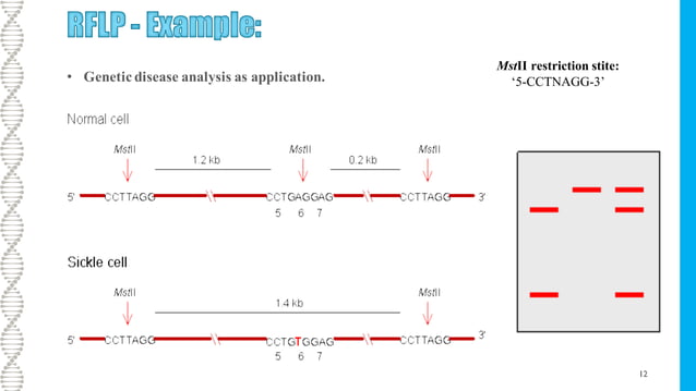 ppt._digestion_of_dna_with_restriction_enzymes.pdf
