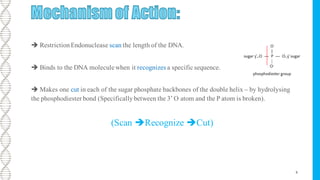 ppt._digestion_of_dna_with_restriction_enzymes.pdf