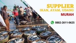 0882-2611-0625, Agen Udang | PPT