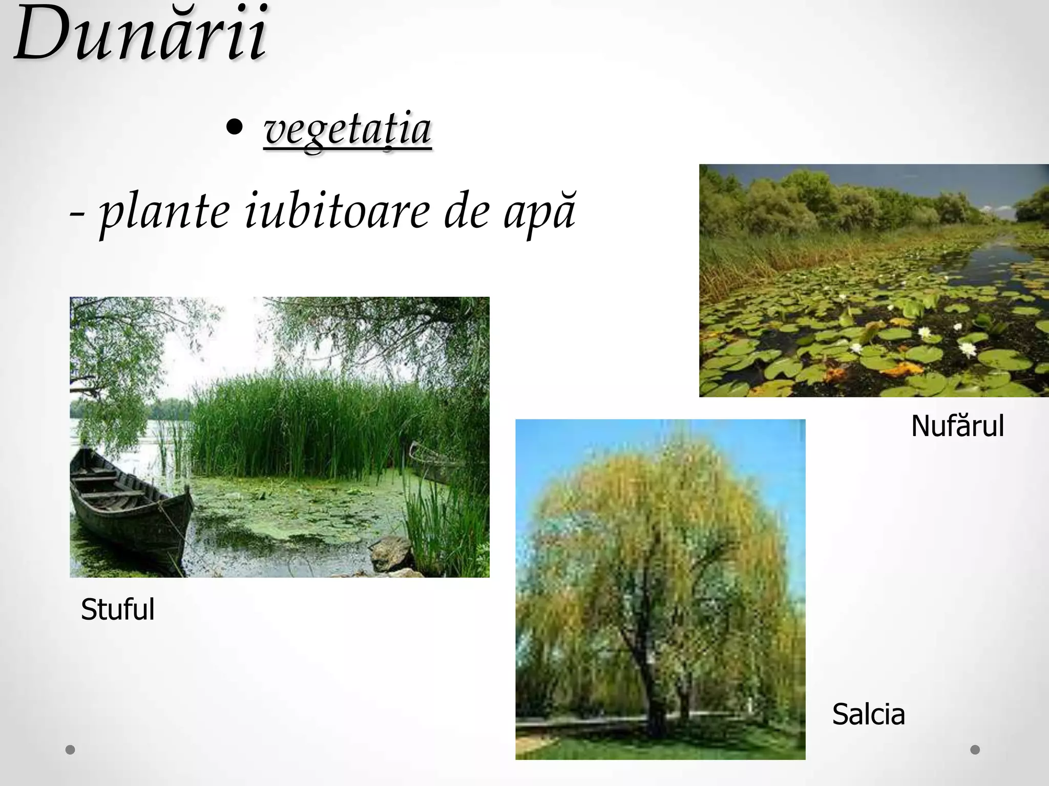 ppt._vegetatie_fauna_soluri.ppt
