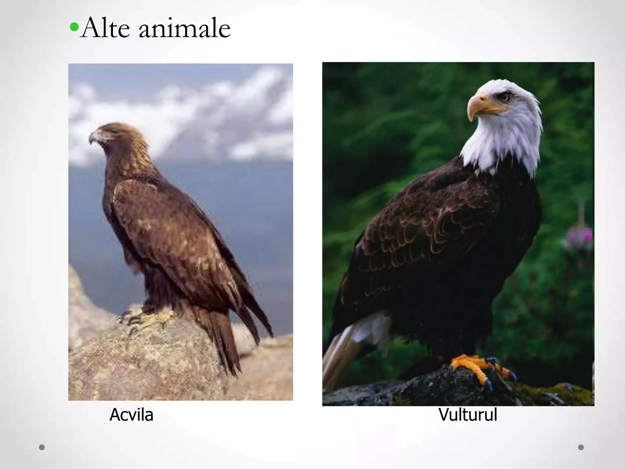 ppt._vegetatie_fauna_soluri.ppt
