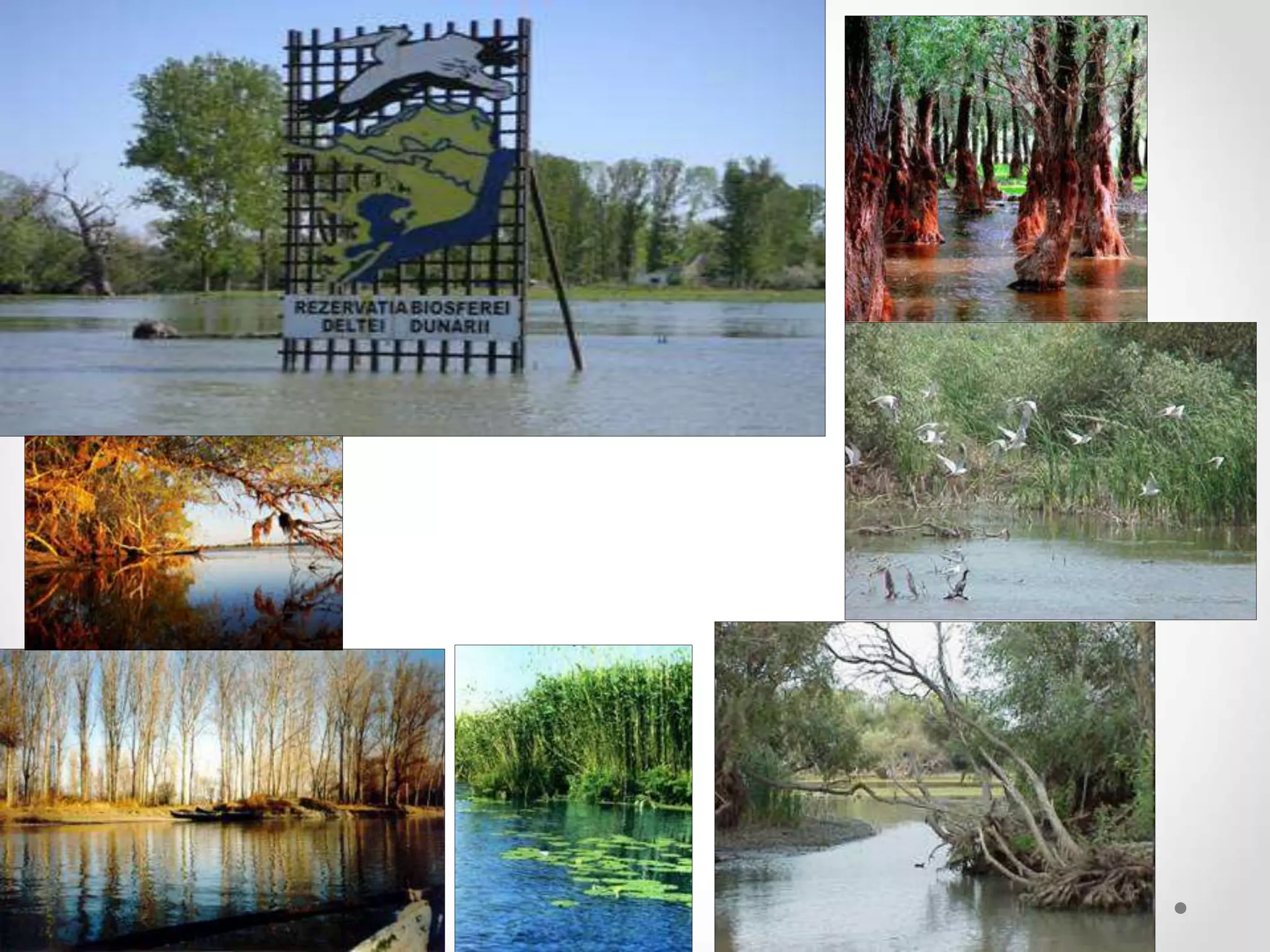 ppt._vegetatie_fauna_soluri.ppt