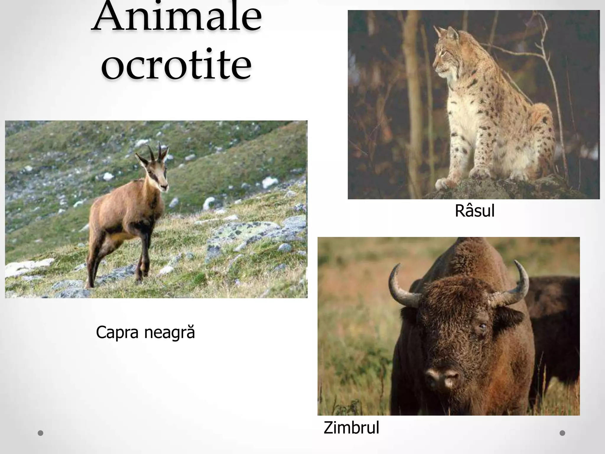ppt._vegetatie_fauna_soluri.ppt
