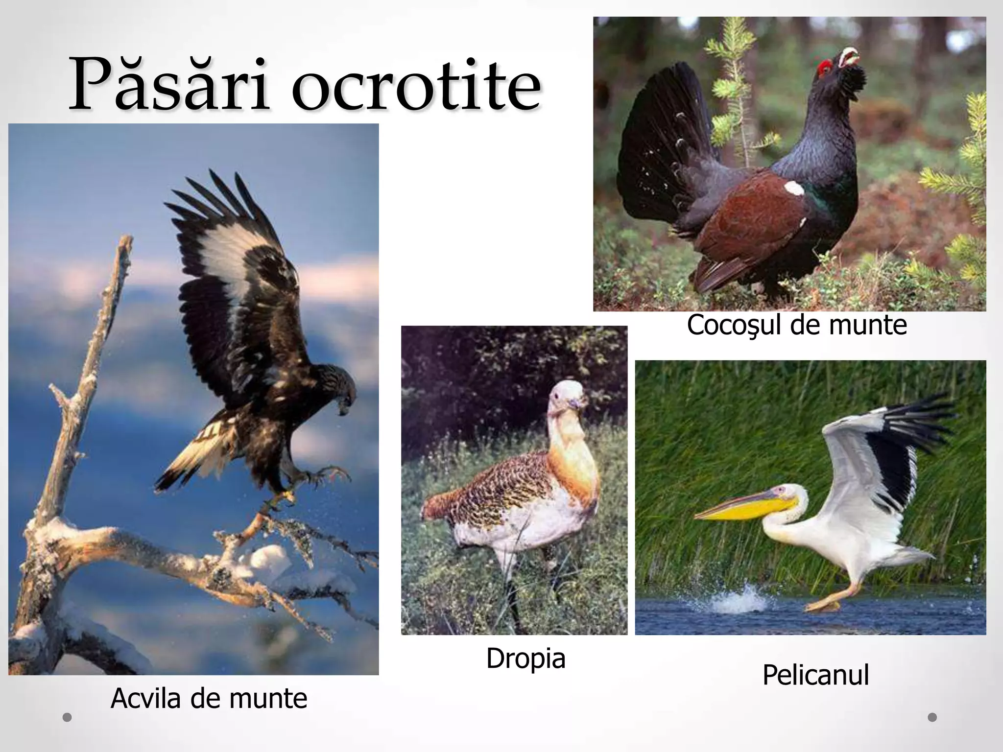 ppt._vegetatie_fauna_soluri.ppt