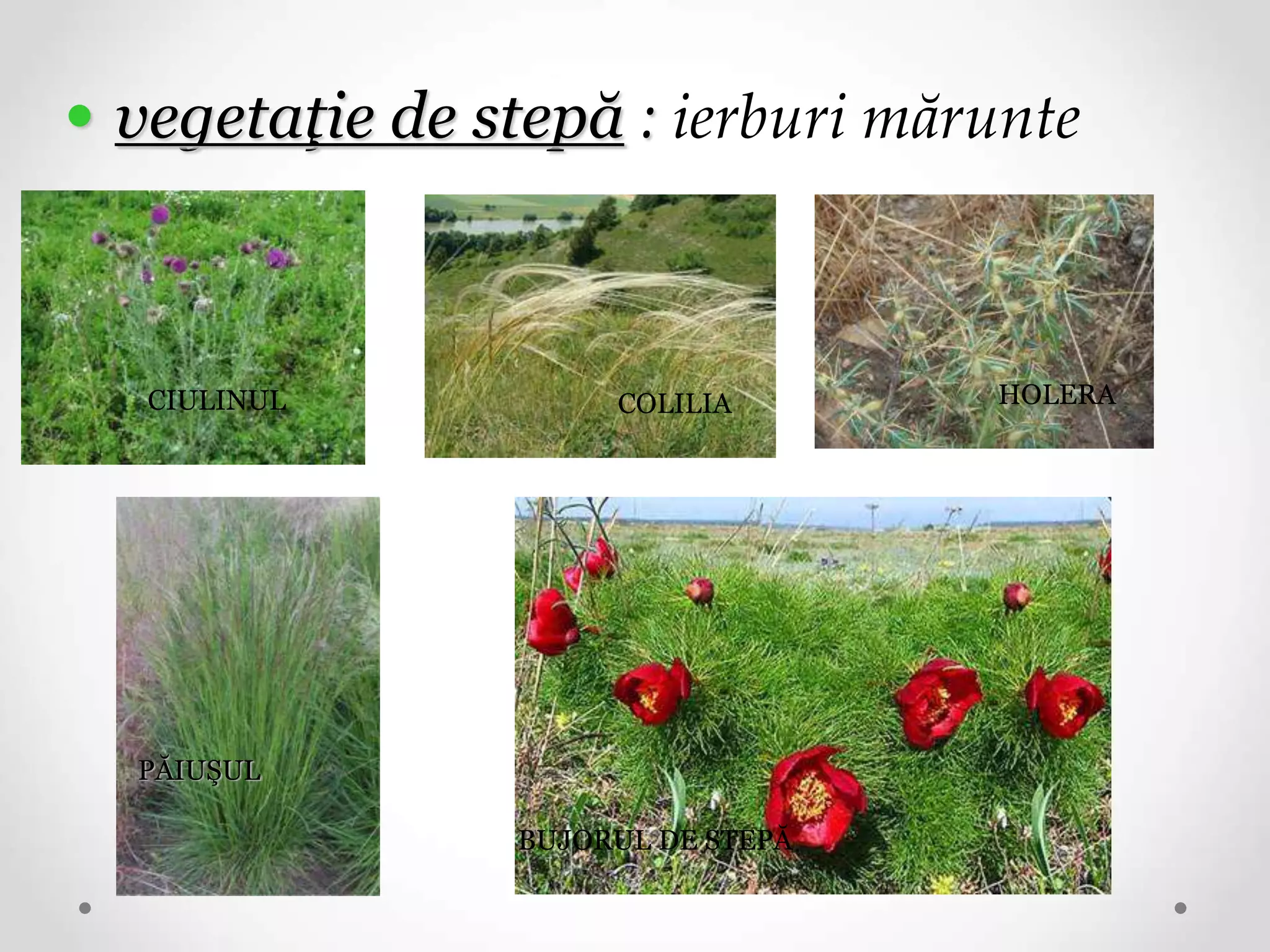 ppt._vegetatie_fauna_soluri.ppt