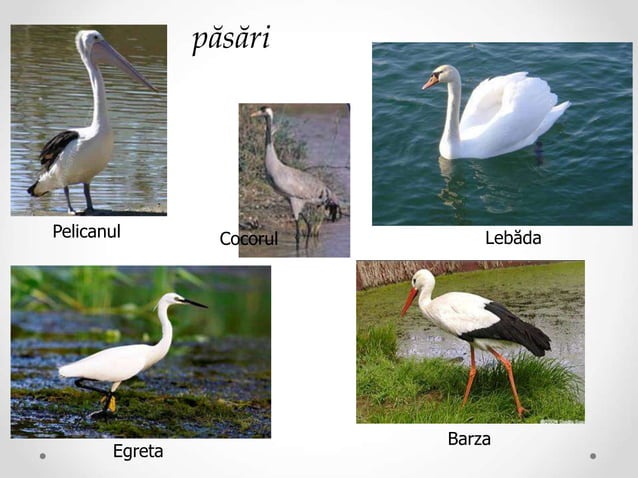 ppt._vegetatie_fauna_soluri.ppt