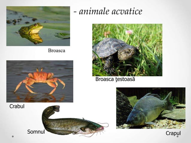 ppt._vegetatie_fauna_soluri.ppt