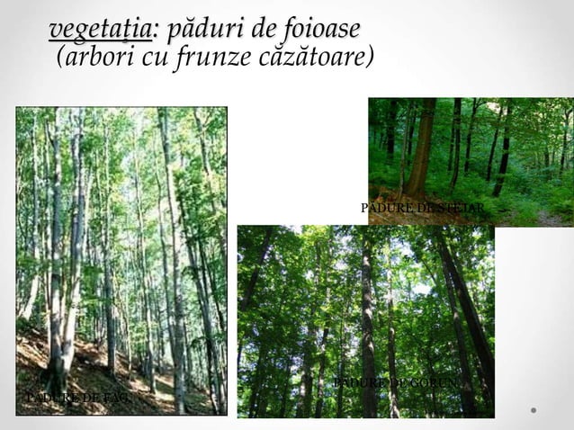 ppt._vegetatie_fauna_soluri.ppt