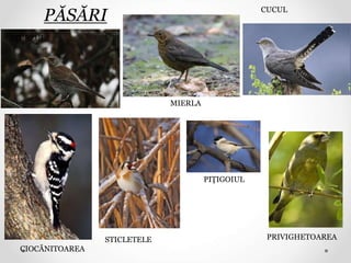 ppt._vegetatie_fauna_soluri.ppt