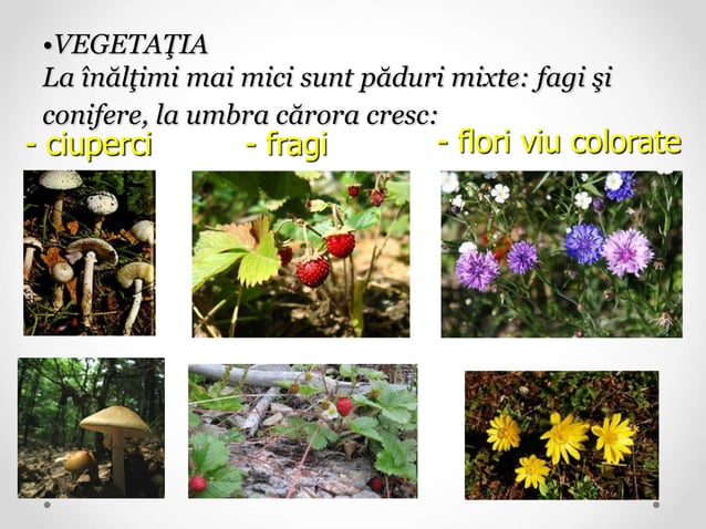 ppt._vegetatie_fauna_soluri.ppt