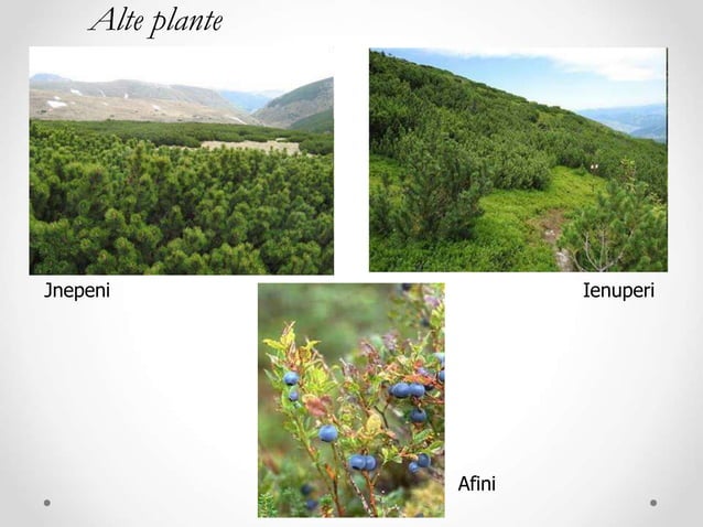 ppt._vegetatie_fauna_soluri.ppt