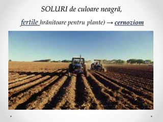 ppt._vegetatie_fauna_soluri.ppt