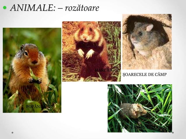 ppt._vegetatie_fauna_soluri.ppt